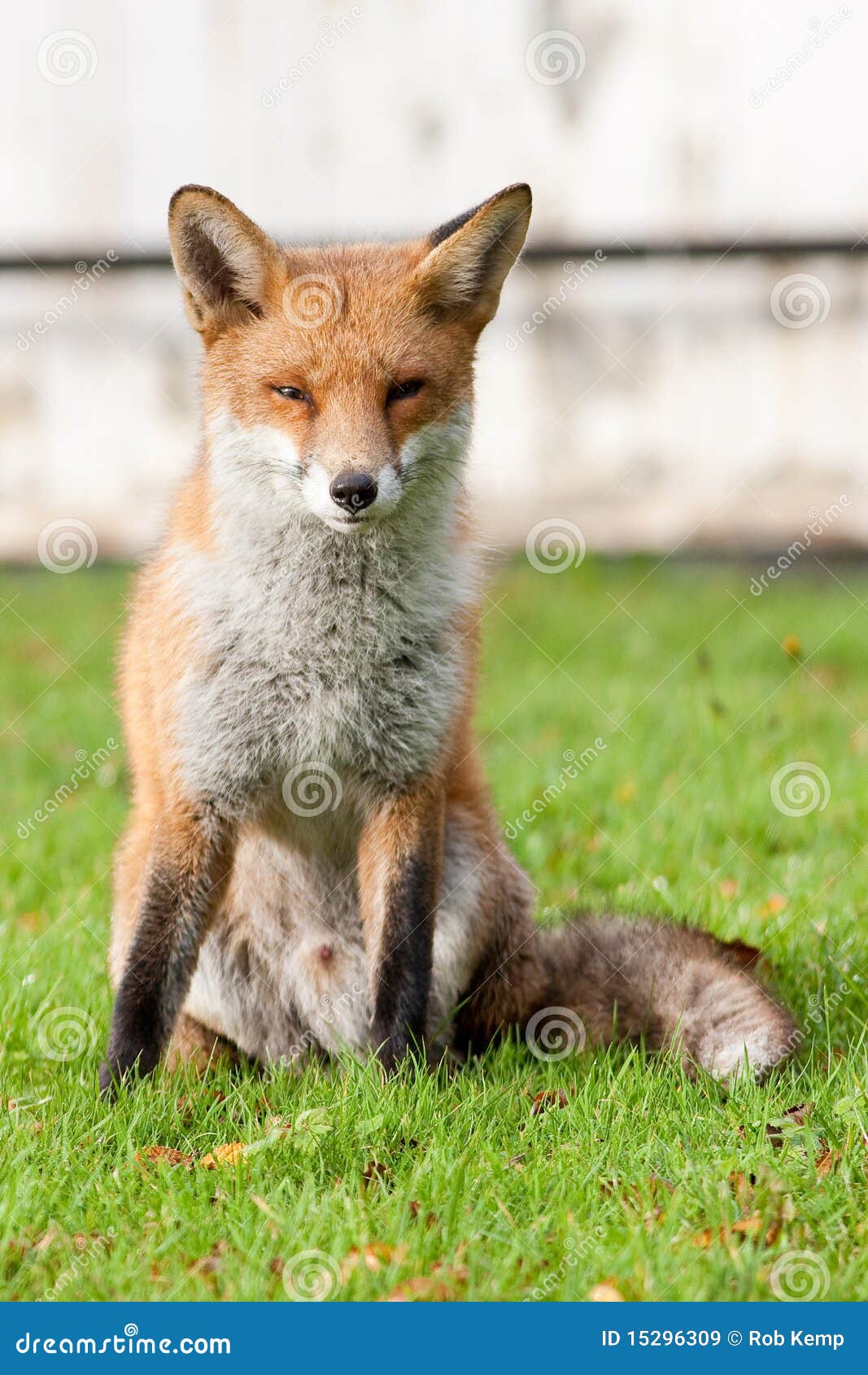 Wily Red Fox Sitting stock image. Image of countryside - 15296309