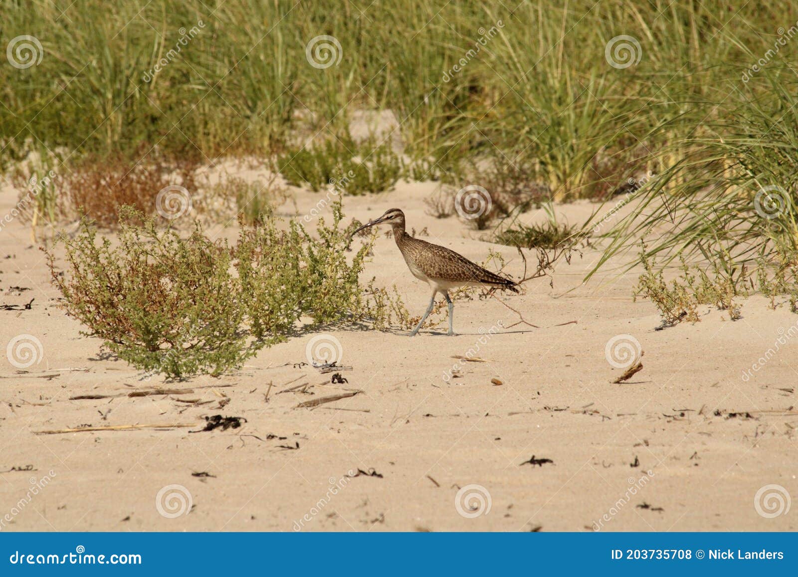 Wimbrel stock photo. Image of shorebird, bird, grassland - 203735708
