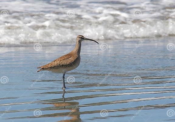 Wimbrel (numenius Phaeopus) Stock Image - Image of birding, phaeopus ...