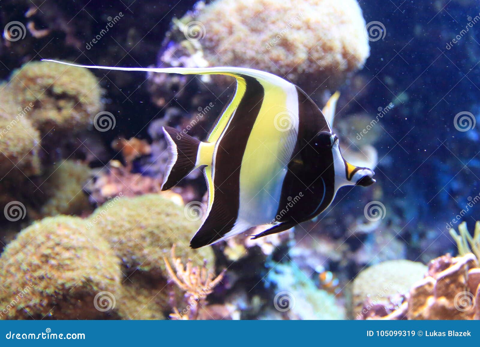 Wimpel coralfish stockbild. Bild von wasser, ozean, wimpel - 105099319