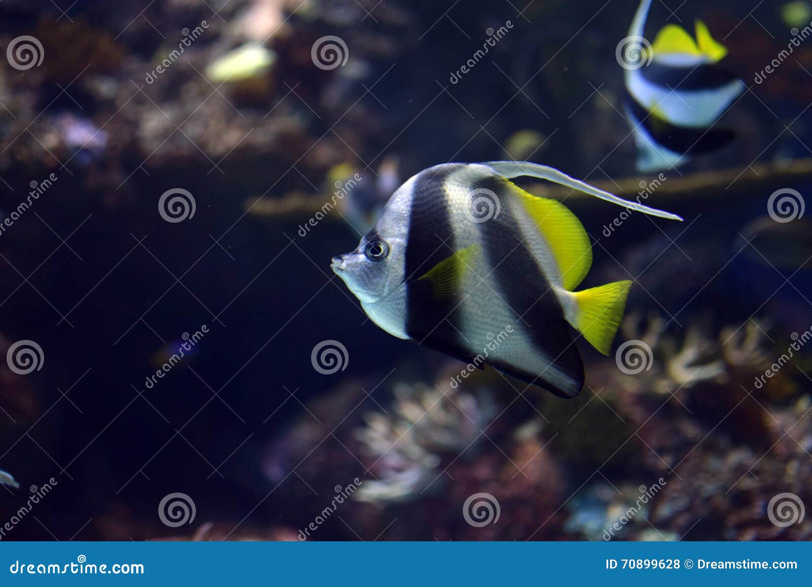 Wimpel Coralfish Oder Longfin Bannerfish Heniochus Acuminatus Stockfoto ...