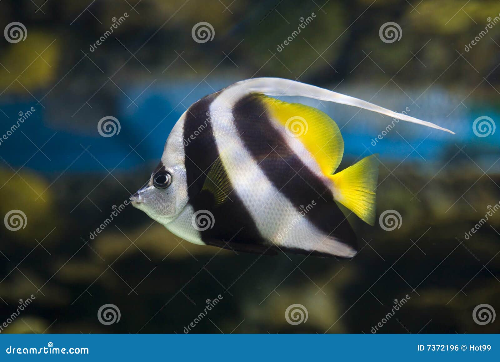 Wimple-fish stock photo. Image of fish, animals, feeding - 7372196