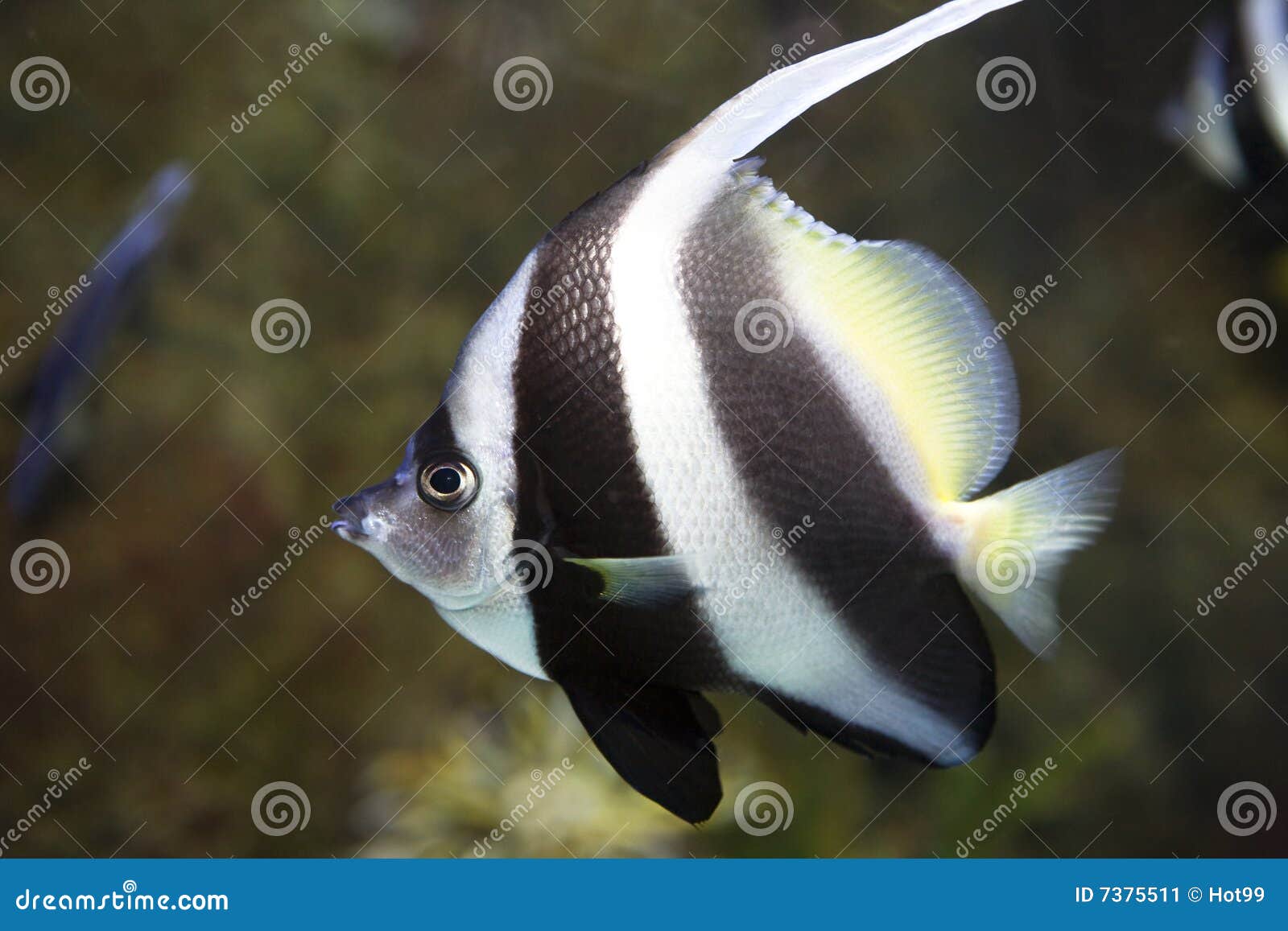 Wimple-fish stock image. Image of warm, tank, underwater - 7375511