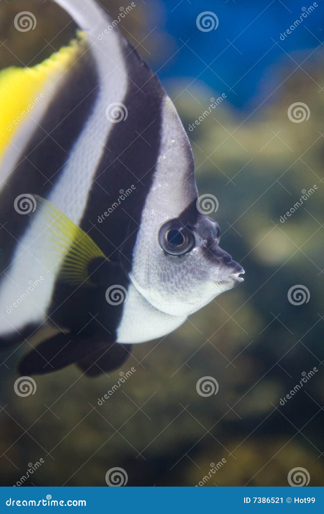 Wimple-fish stock image. Image of animals, marine, yellow - 7386521