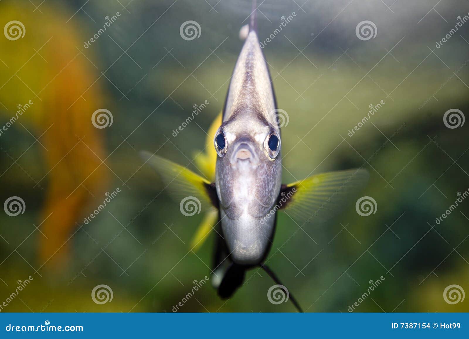 Wimple-fish s face stock photo. Image of feeding, creature - 7387154
