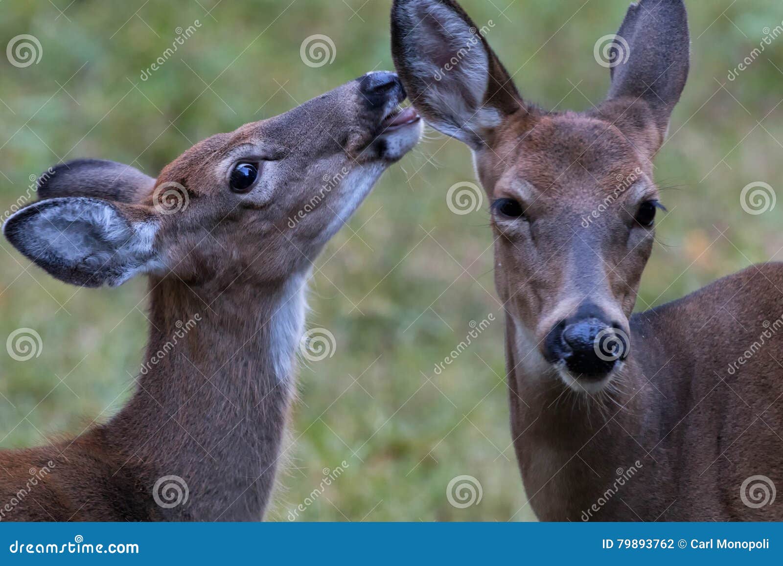 Wince stock photo. Image of lick, offspring, family, head - 79893762