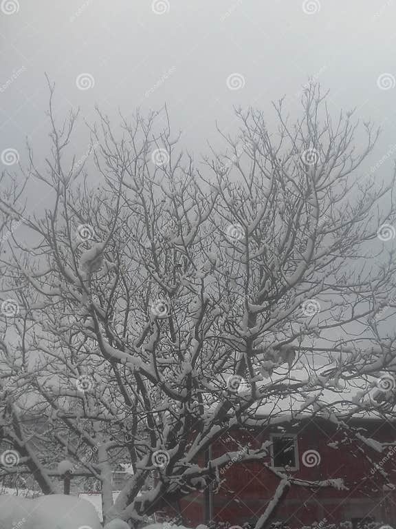 Wind stock photo. Image of winter, cold, friz, snow - 132530824