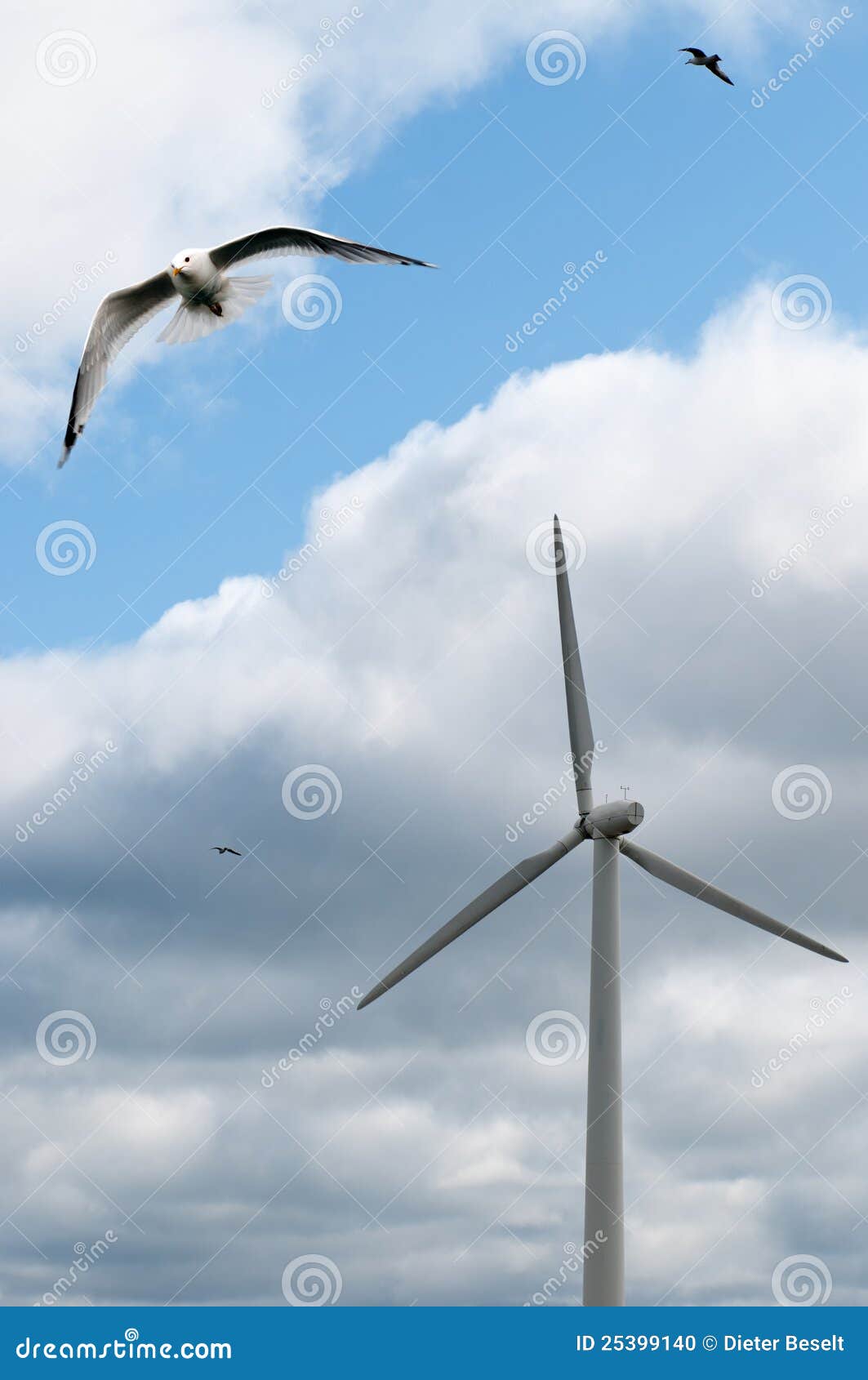 Wind stock photo. Image of forward, seagulls, bird, powerslide - 25399140