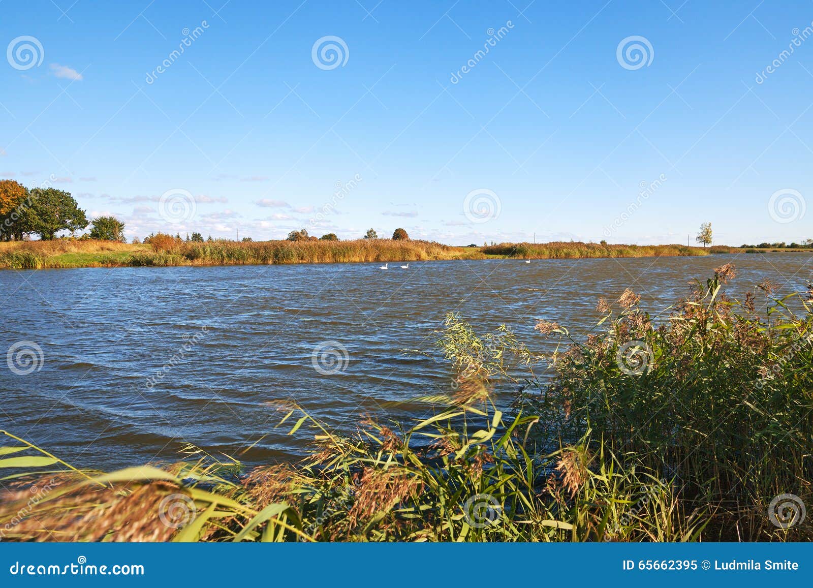 Wind above lake. stock image. Image of reed, sunlight - 65662395
