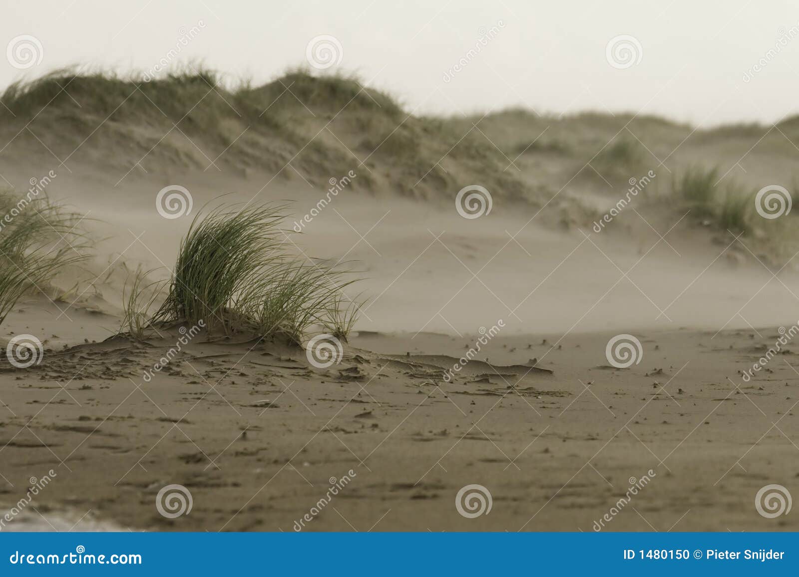 Wind on the beach stock photo. Image of park, texel, nature - 1480150