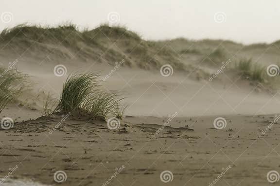 Wind on the beach stock photo. Image of park, texel, nature - 1480150