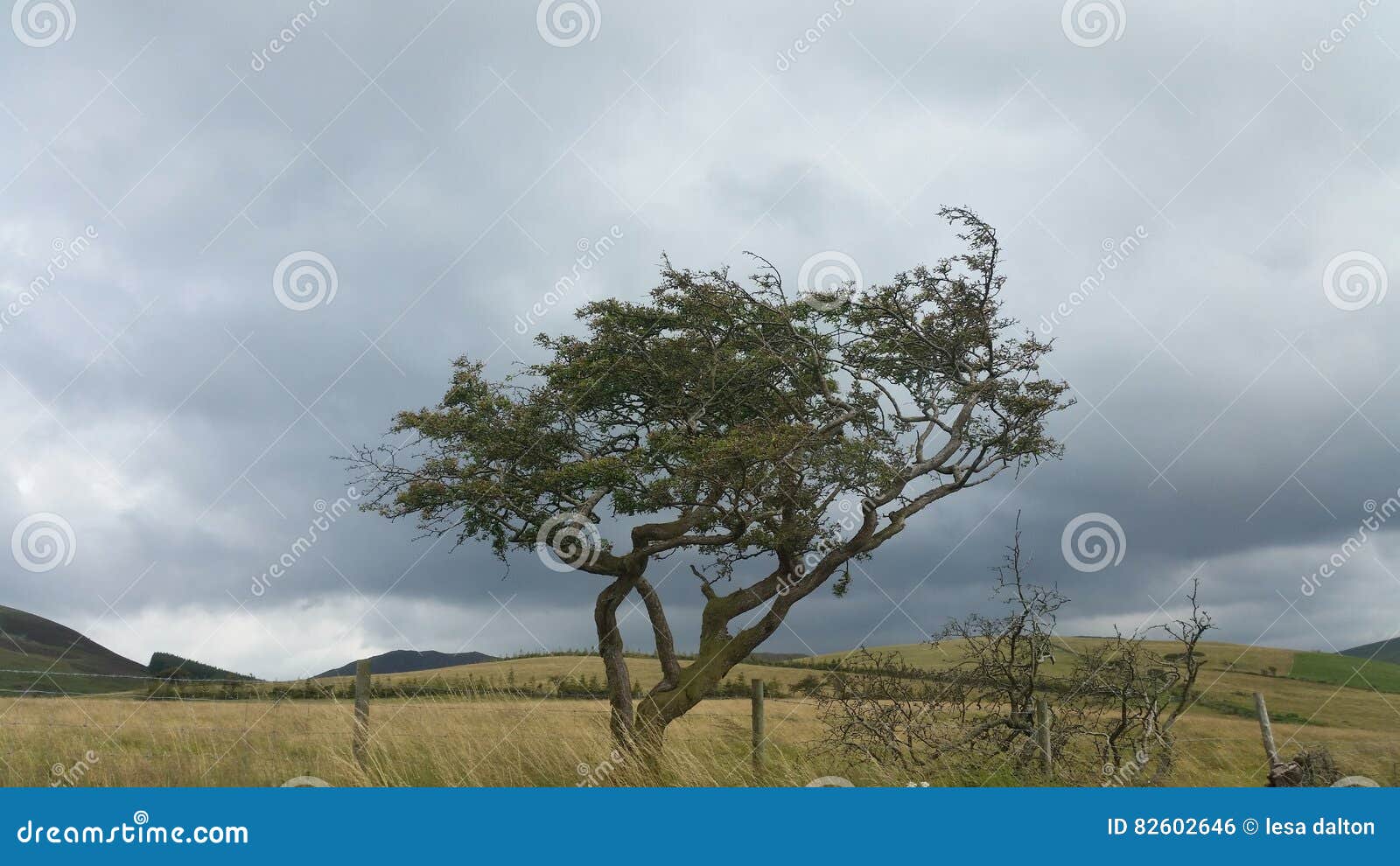 Wind beaten tree stock photo. Image of open, stunning - 82602646