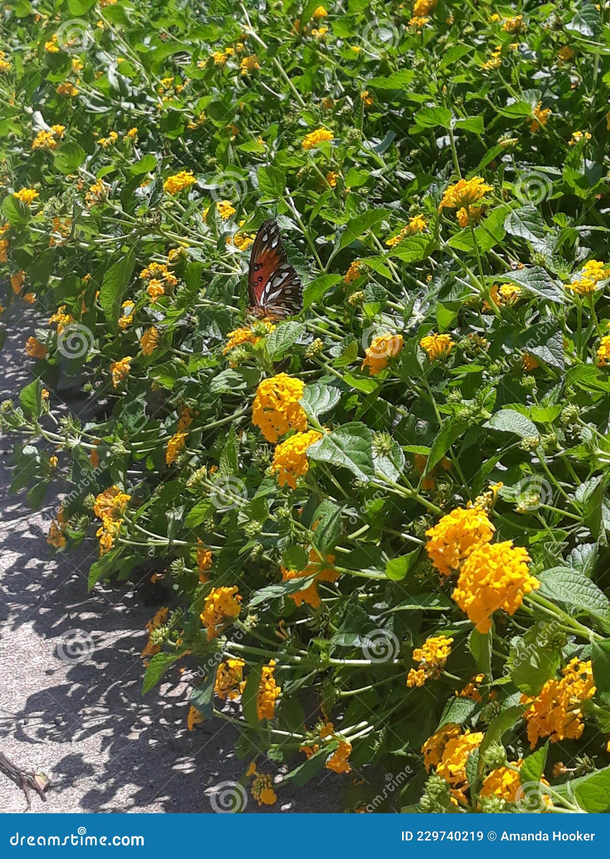 Wind Beneath Your Butterfly Wings Stock Image - Image of butterfly ...