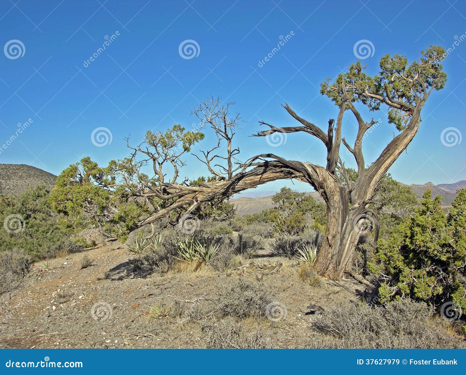 Wind Bent Juniper Near Red Rock Canyon, Nevada. Stock Image - Image of ...