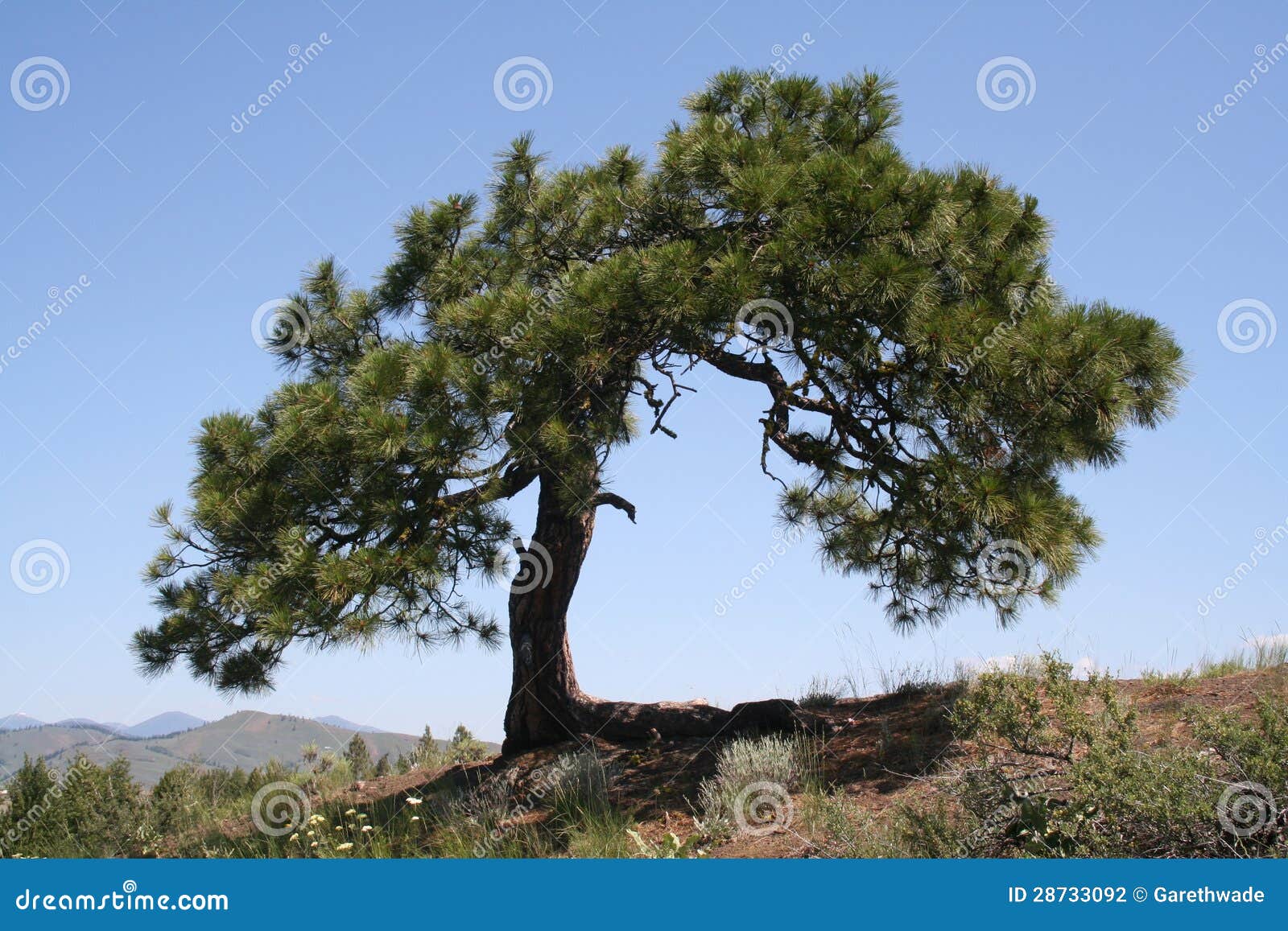 Wind bent tree stock photo. Image of winthrop, sculpted - 28733092