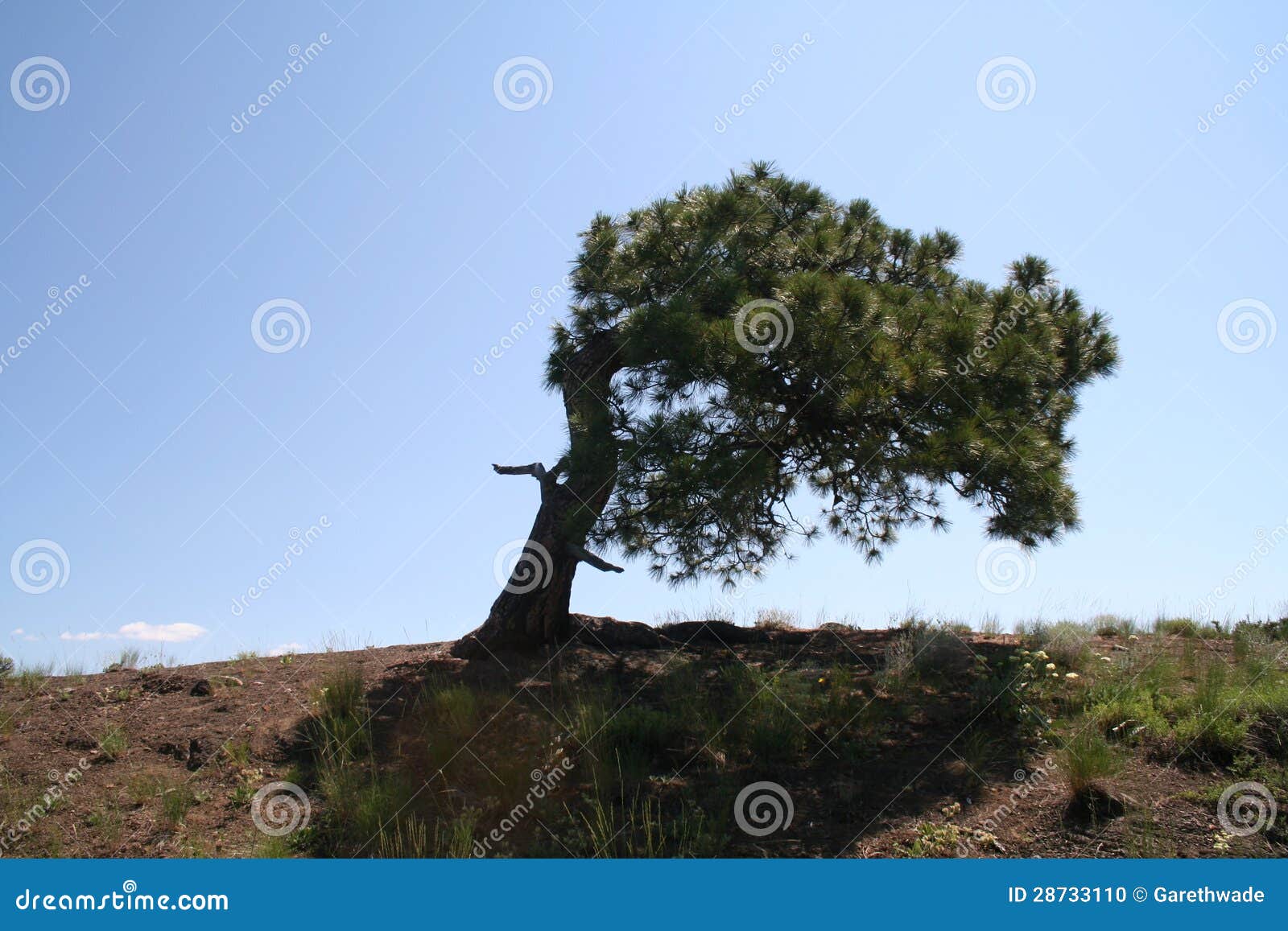Wind bent tree stock photo. Image of field, mountain - 28733110