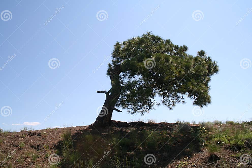 Wind bent tree stock photo. Image of field, mountain - 28733110