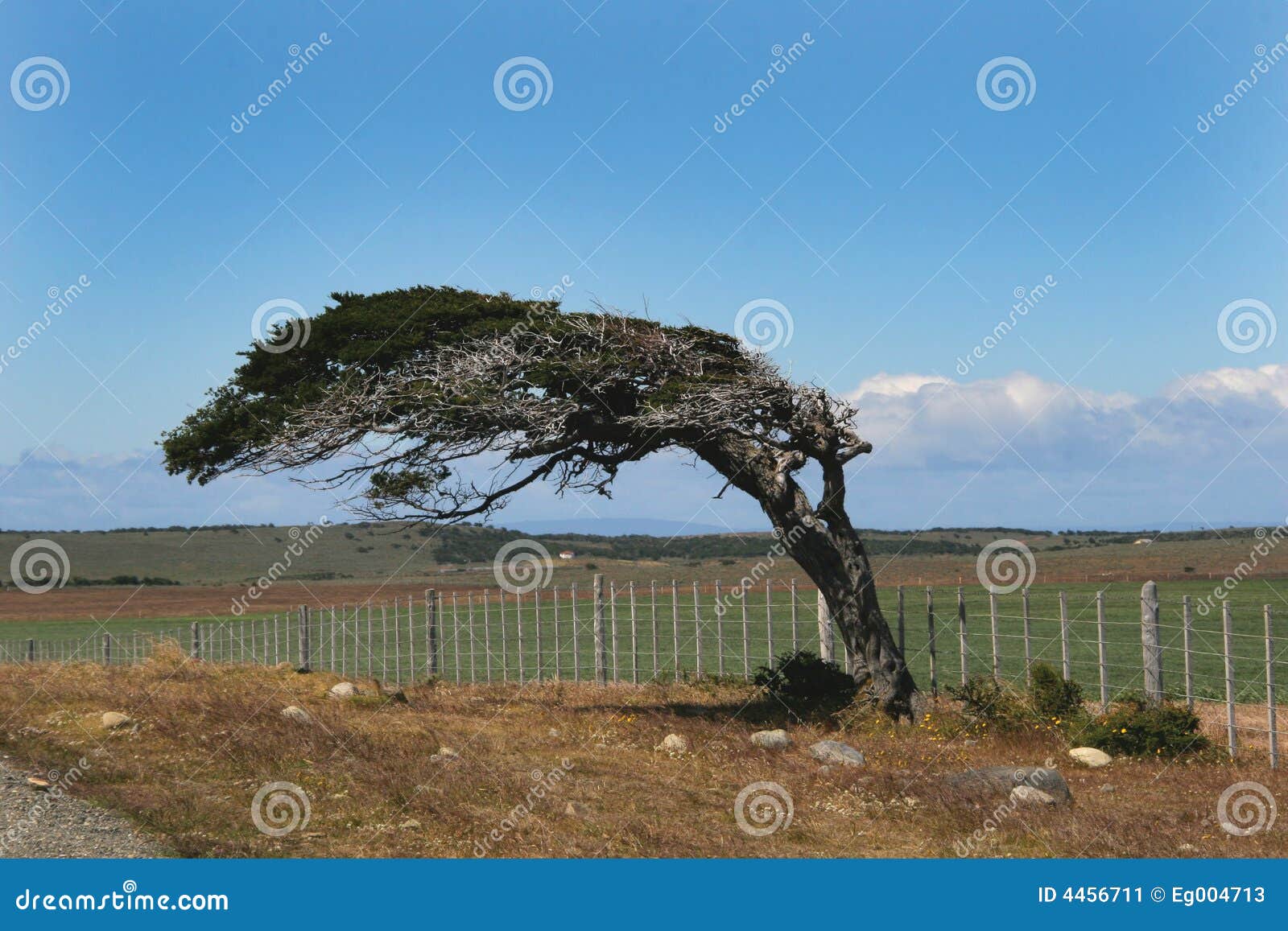 Wind bent tree stock image. Image of environment, nature - 4456711