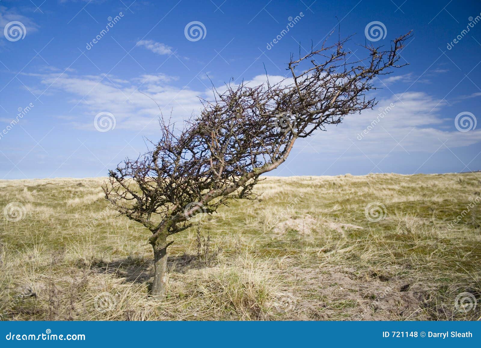 Wind Bent Tree on Exposed Sand Dunes. Stock Photo - Image of prevailing ...