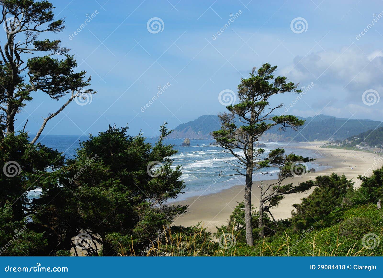 Wind Bent Trees, Oregon Coast Stock Photo - Image of wind, pacific ...