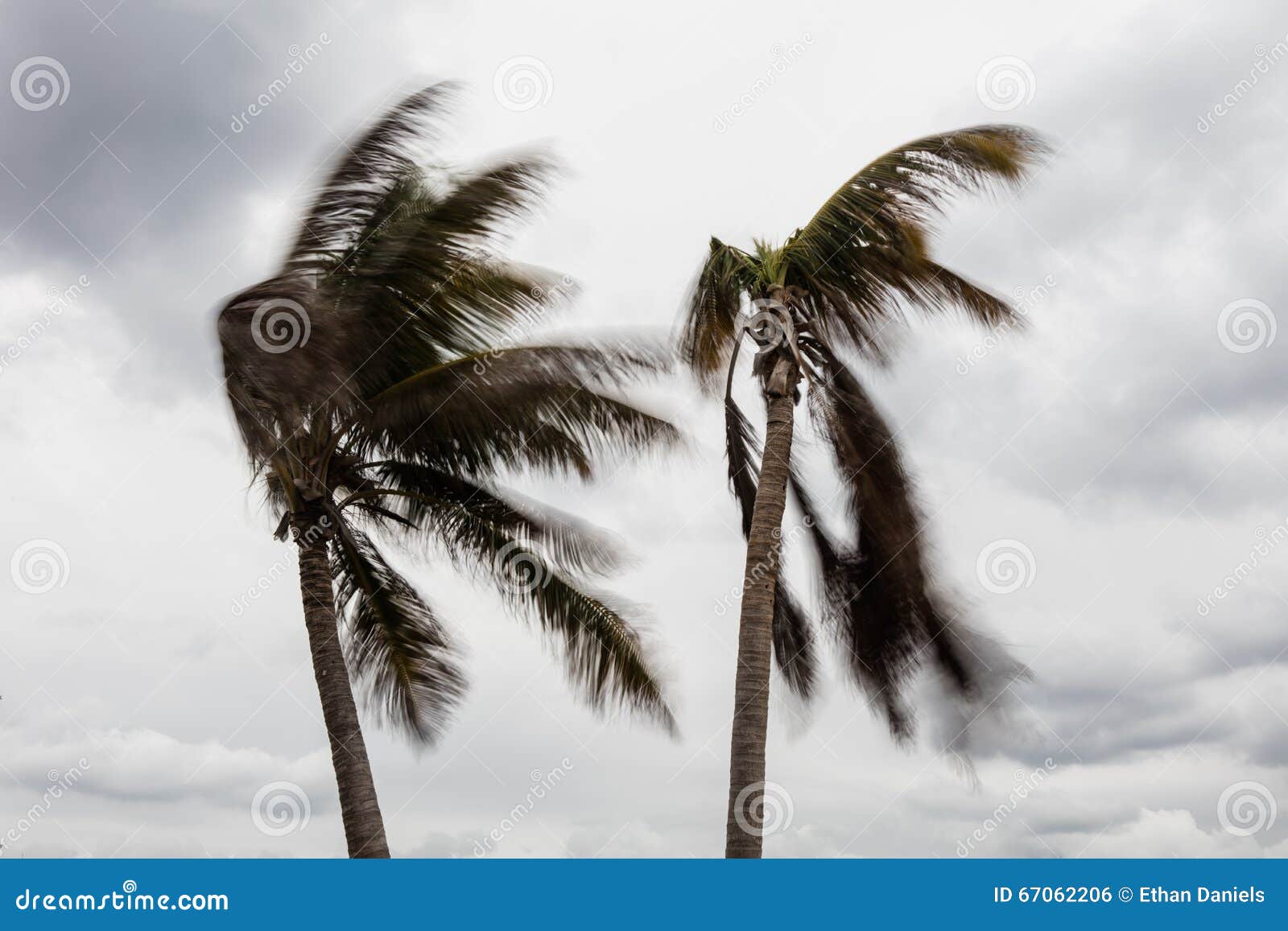 Wind Blowing Coconut Palms stock photo. Image of beach - 67062206