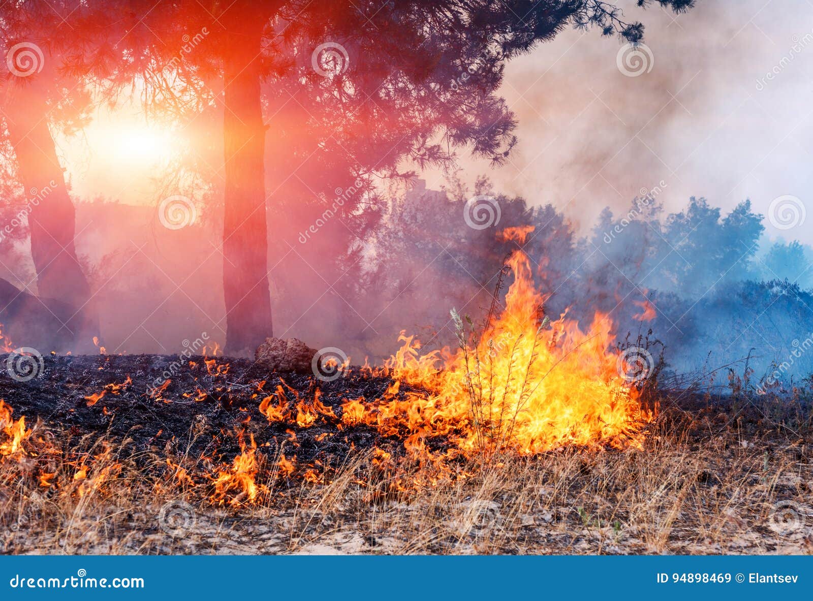 Wind Blowing on a Flaming Trees during a Forest Fire. Stock Image ...