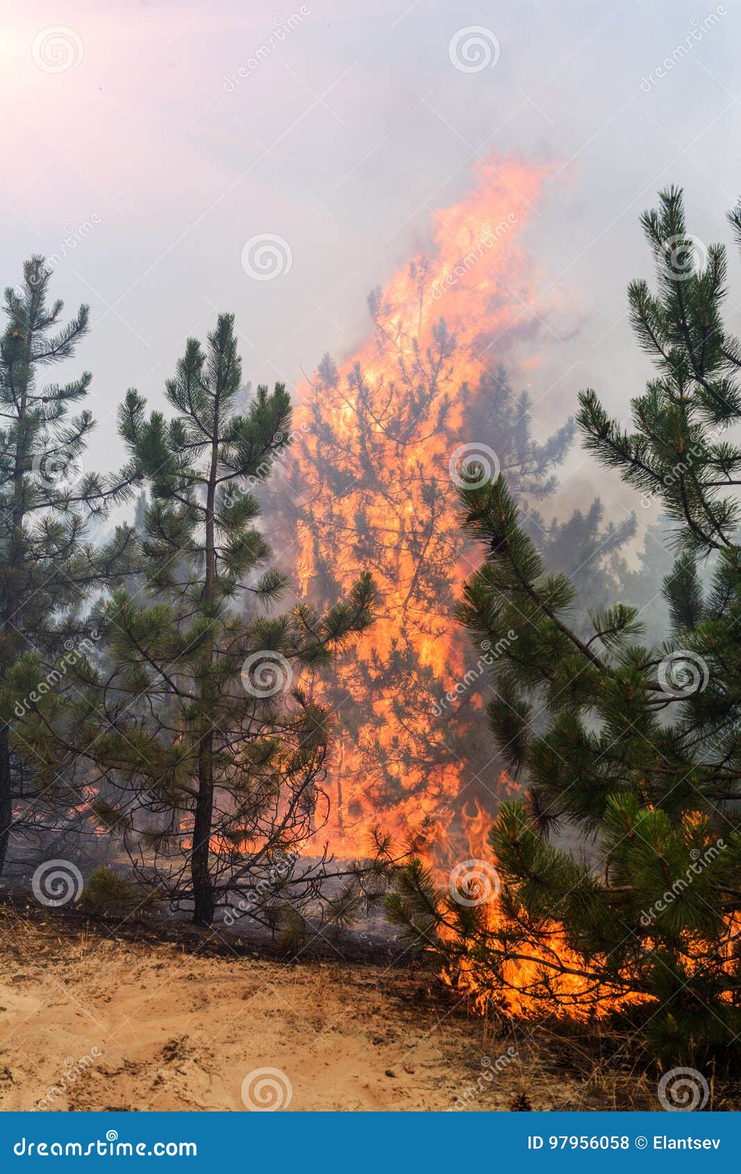 Wind Blowing on a Flaming Trees during a Forest Fire Stock Photo ...