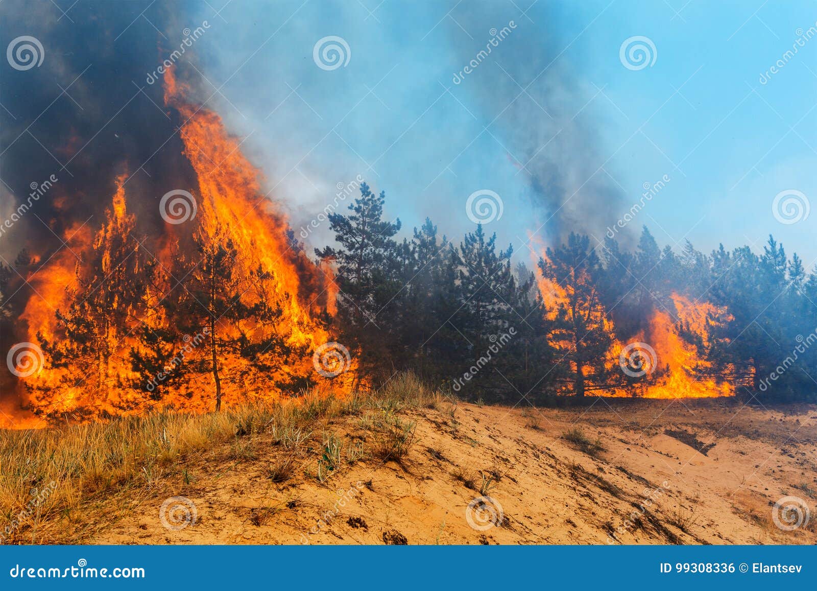 Wind Blowing on a Flaming Trees during a Forest Fire. Stock Photo ...