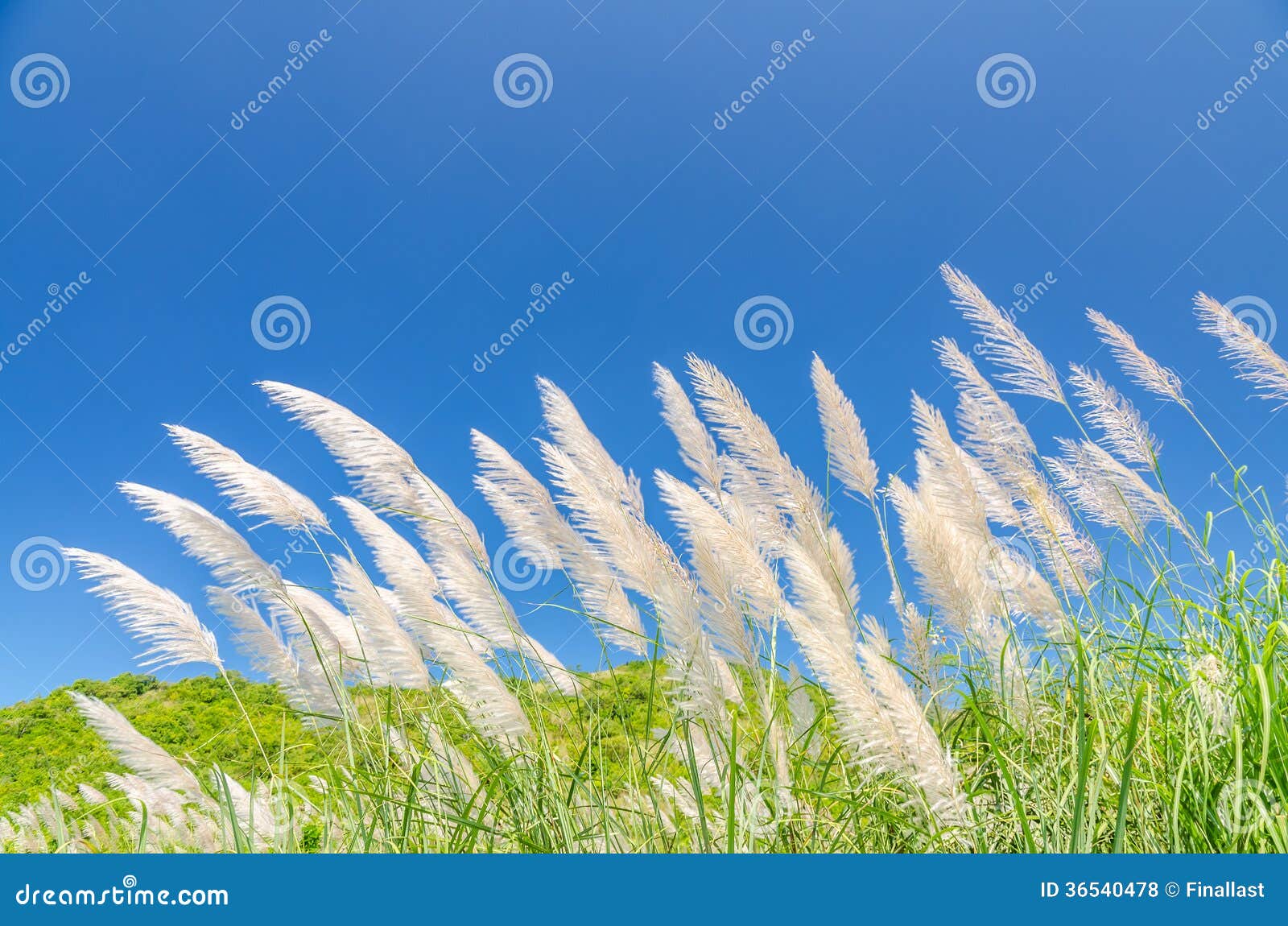 Wind Blowing through Flower Grass Stock Photo - Image of blow, blooming ...