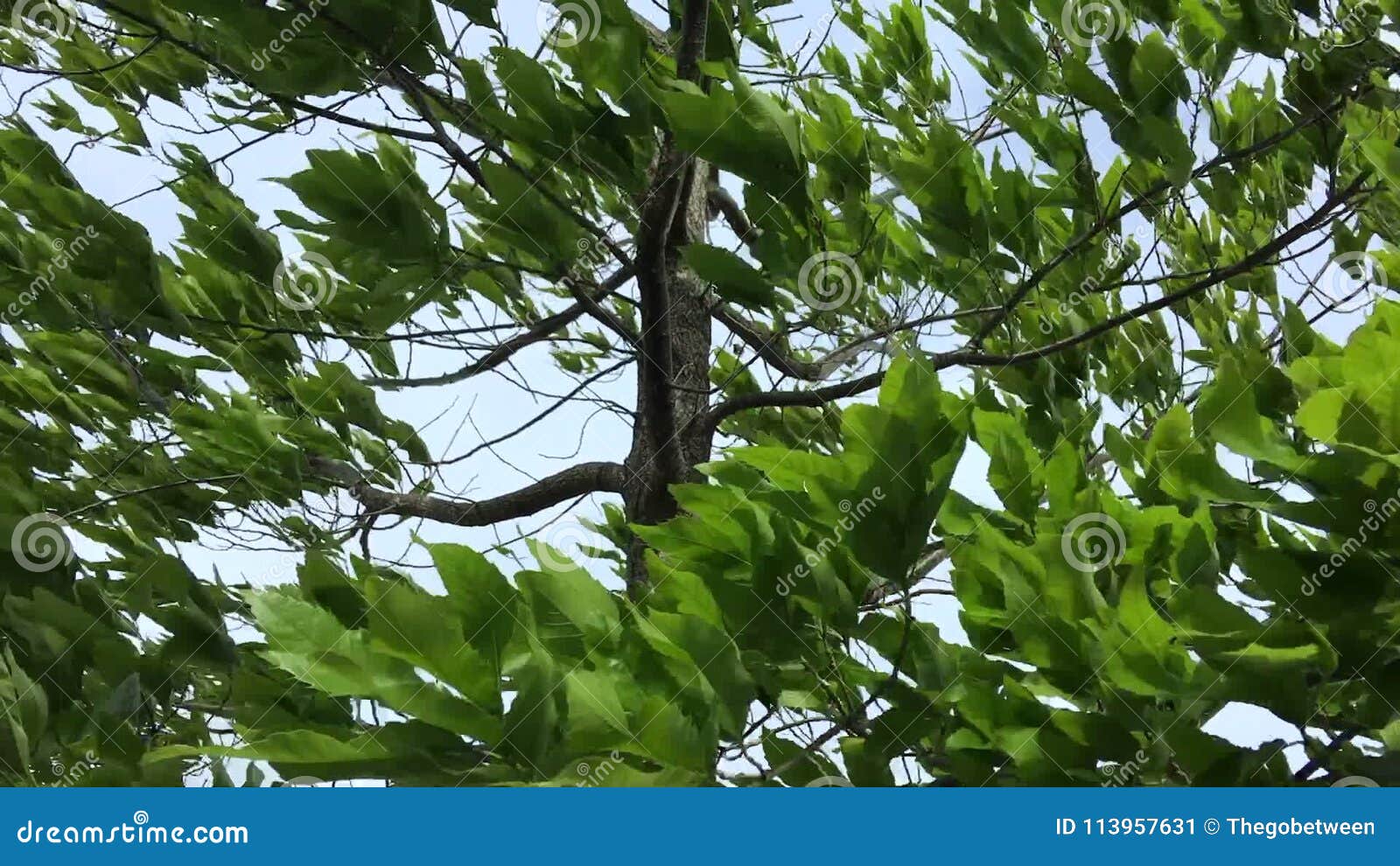 Green Leaves Blowing In Wind
