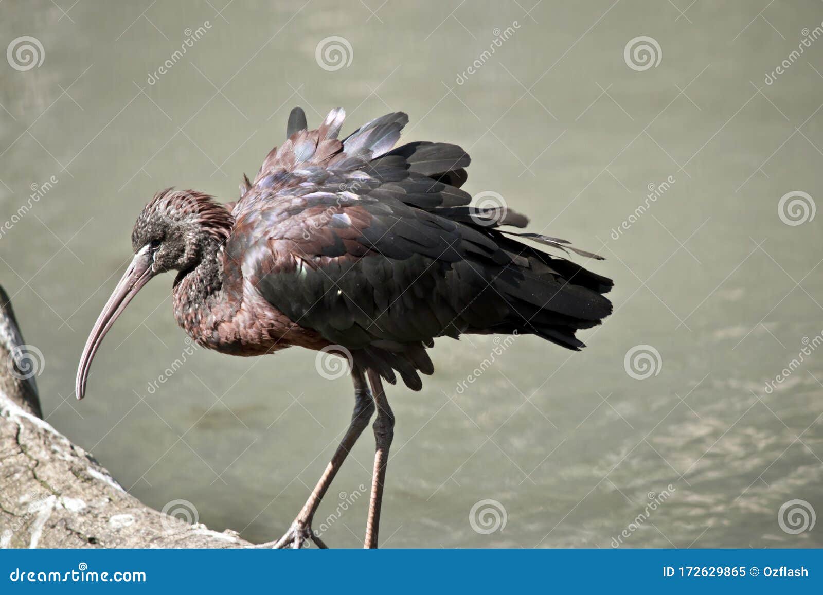 This is a Side View of a Glossy Ibis Stock Image - Image of feathers ...