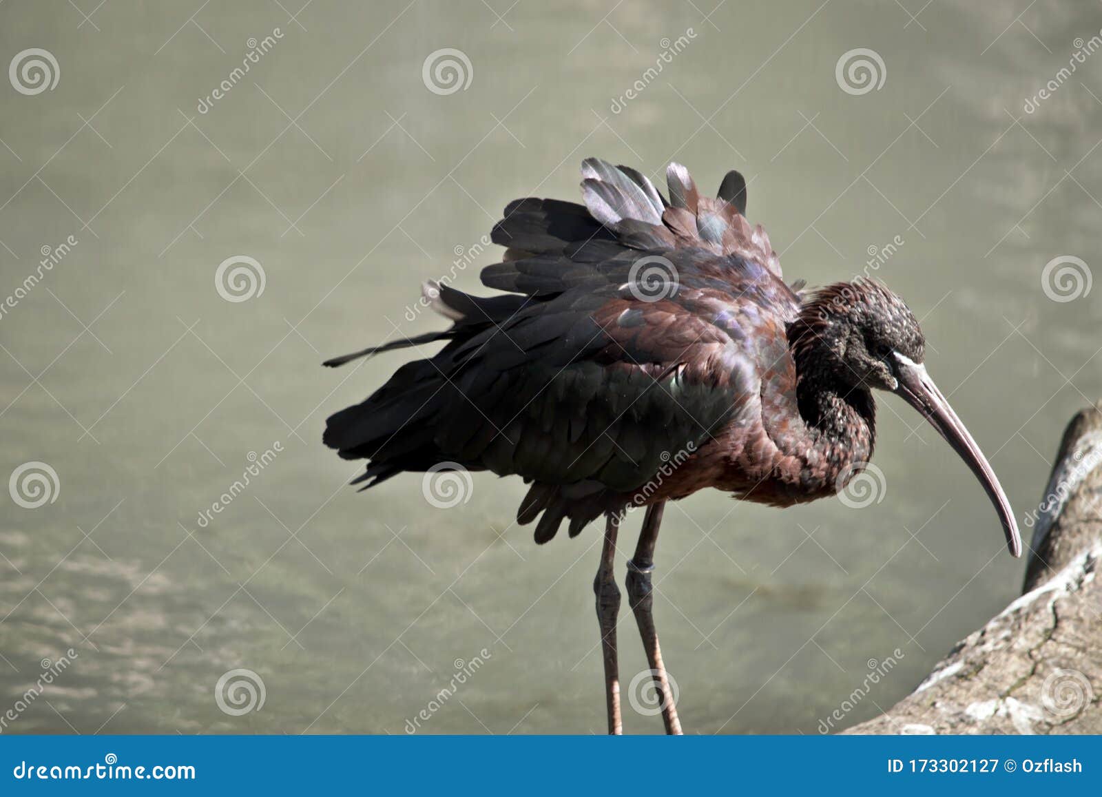 This is a Side View of a Glossy Ibis Stock Image - Image of waddle ...