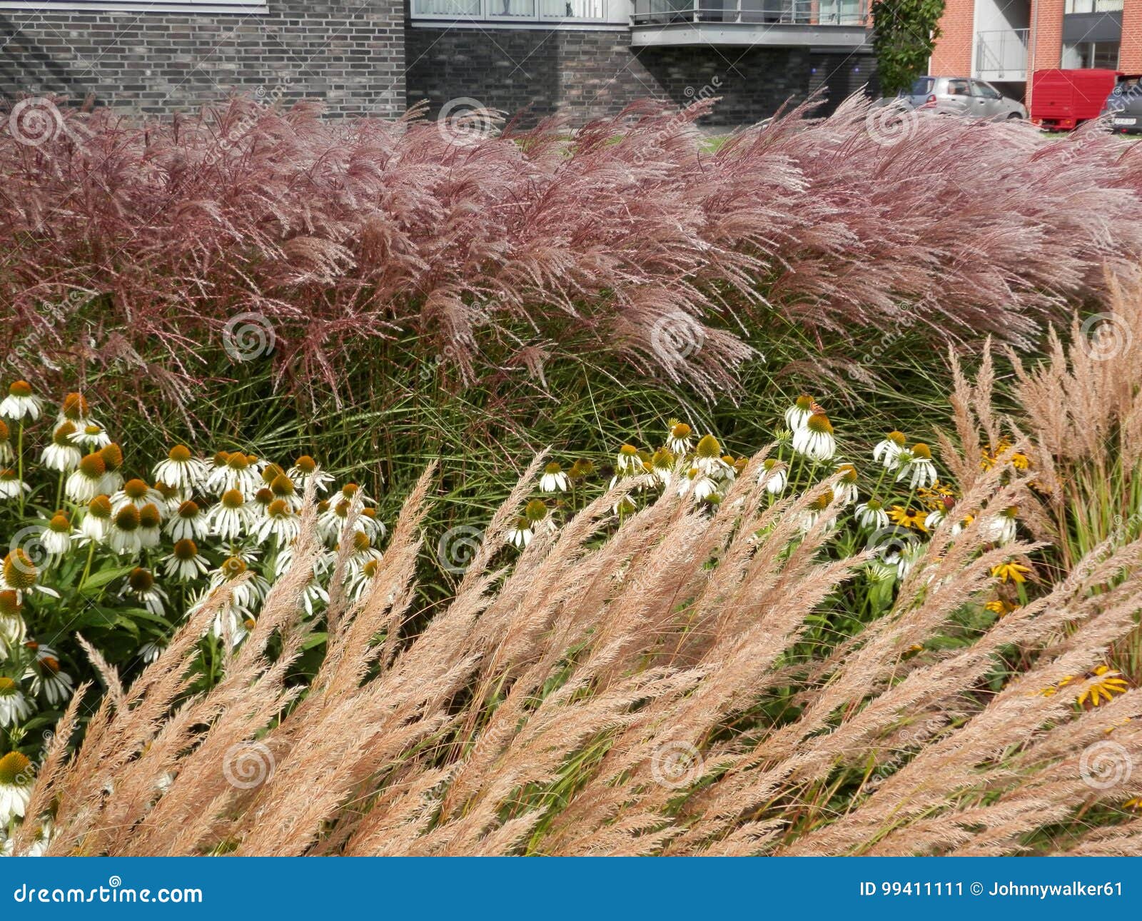 Wind Blowing through Grasses Stock Image - Image of blowing, mixture ...