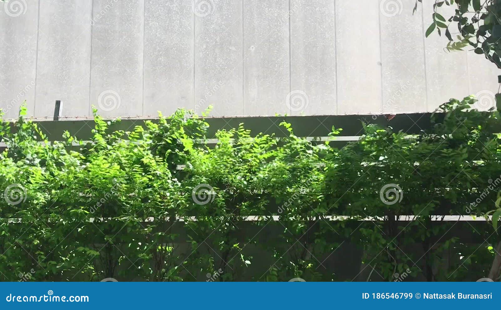 Wind Blowing Green Leaves and Tree Make it Moving or Movement Stock ...