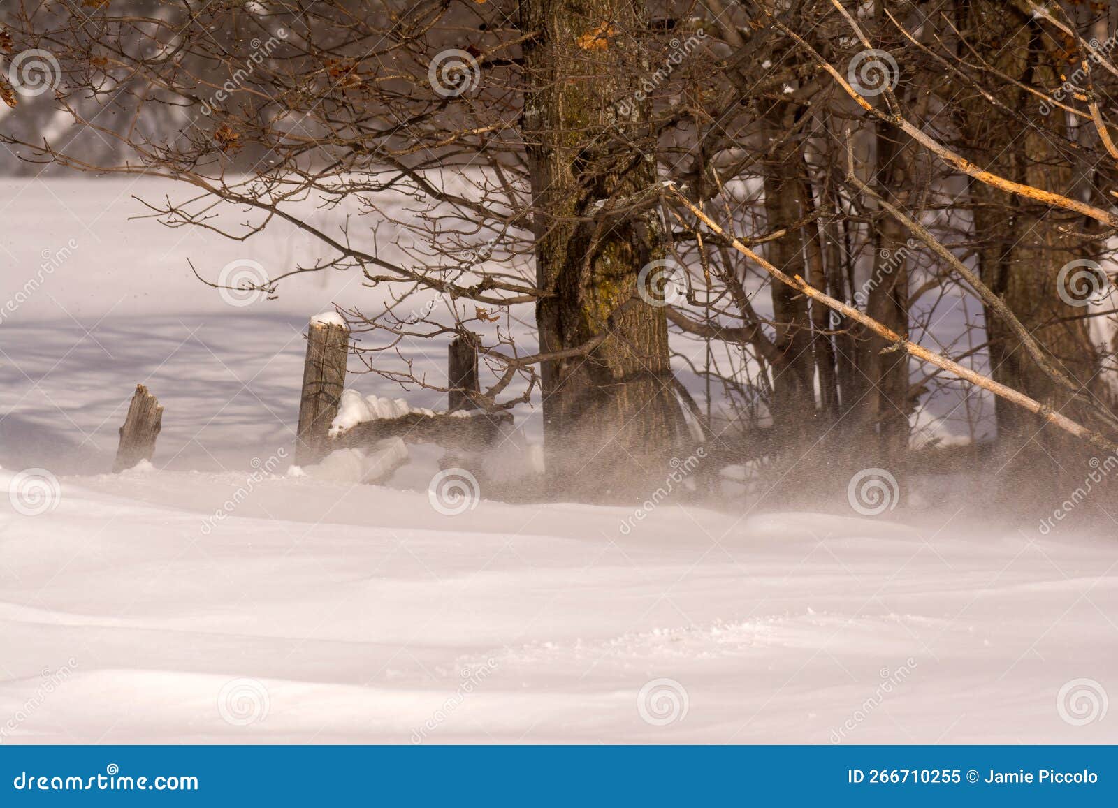 Wind Blowing Hard in Winter Stock Image - Image of blizzard, tree ...