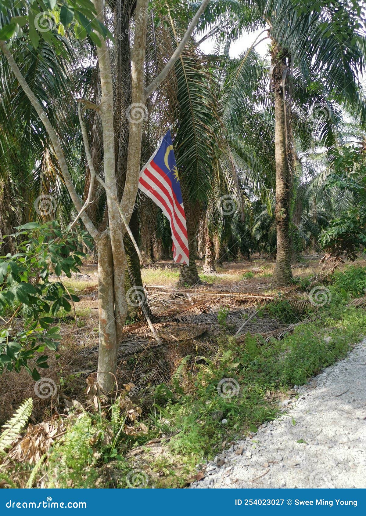 Wind Blowing at the Malaysian Flag in the Plantation. Stock Image ...
