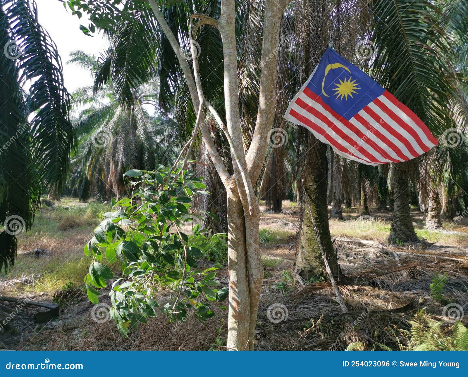 Wind Blowing at the Malaysian Flag in the Plantation. Stock Photo ...