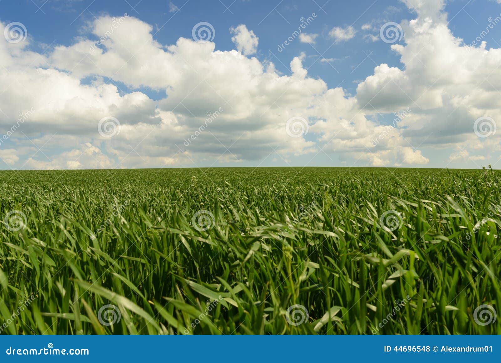 Wind Blowing Over Wheat Crop Stock Photo - Image of rural, agriculture ...