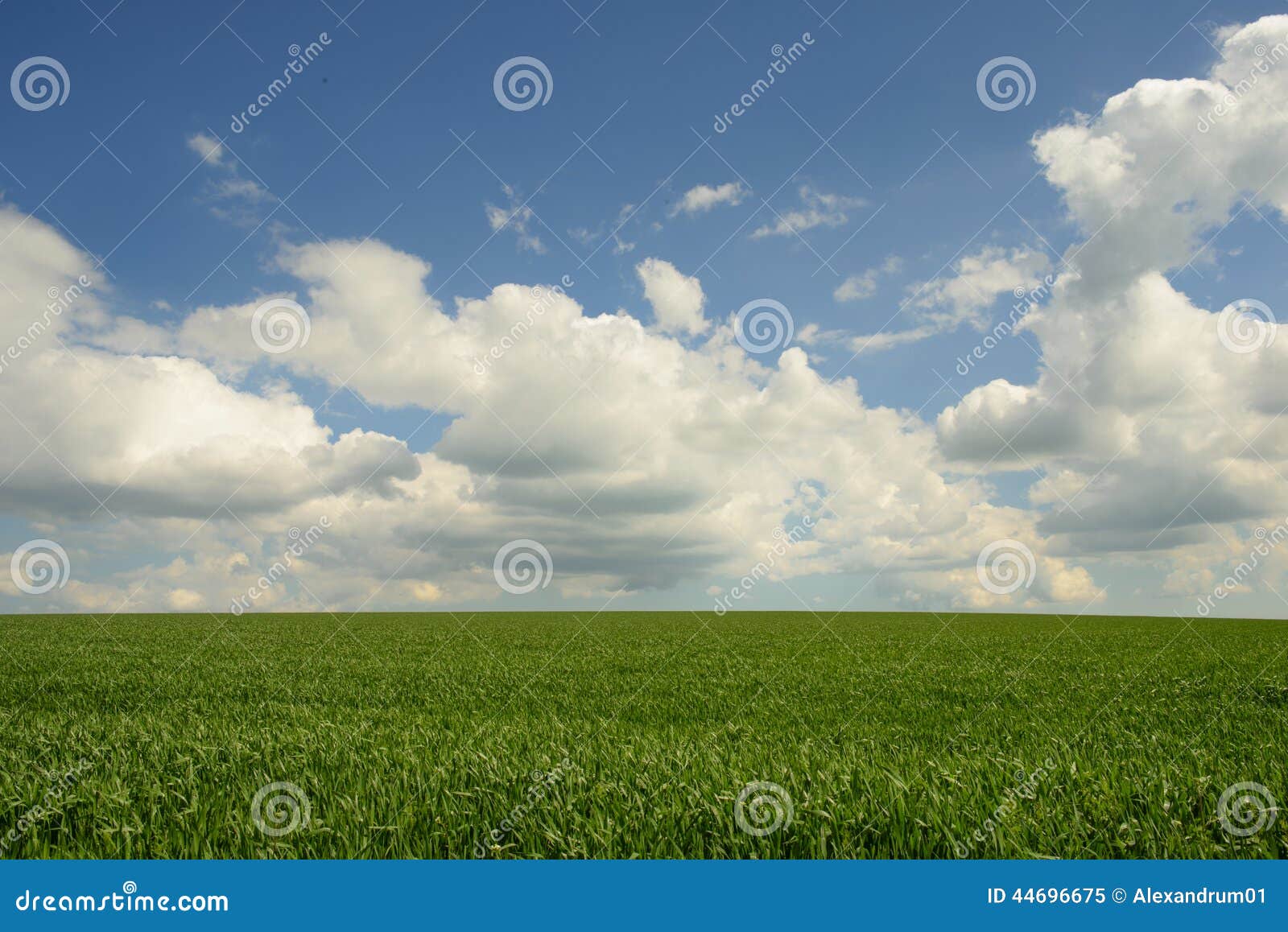 Wind Blowing Over Wheat Crop Stock Image - Image of plant, climate ...