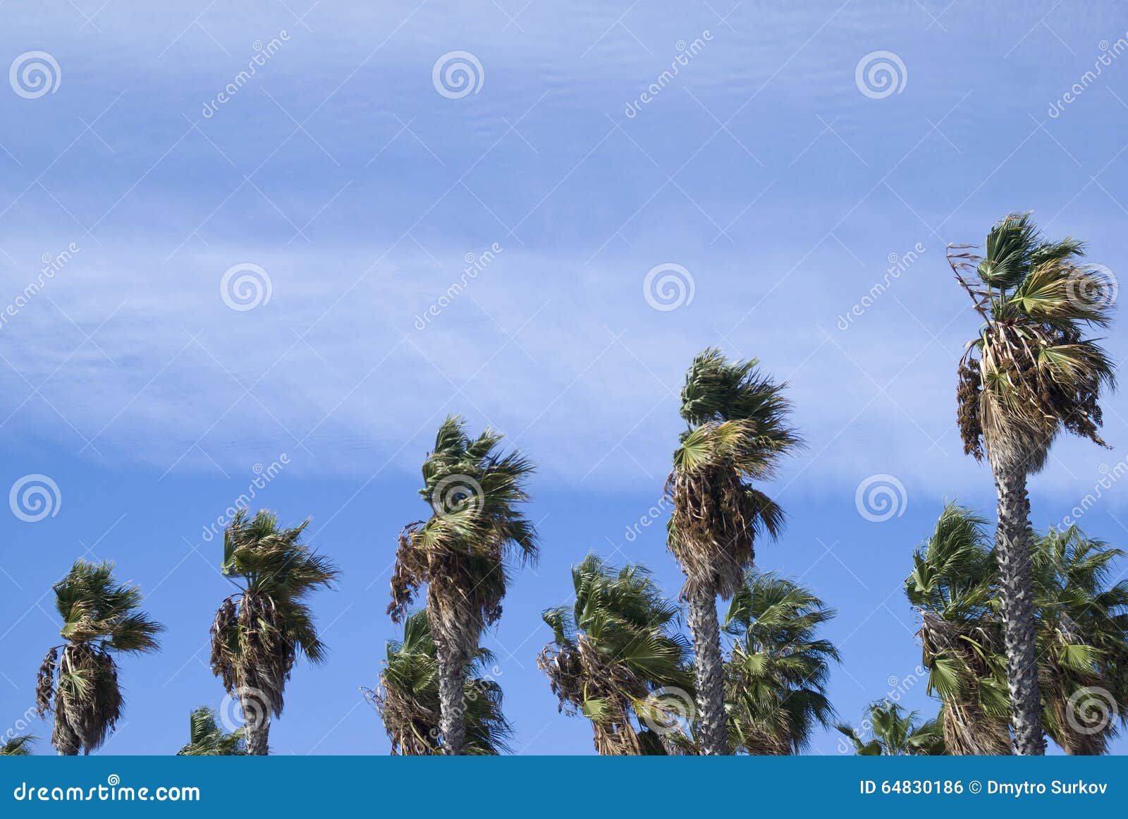 Wind blowing palm trees stock photo. Image of outdoor - 64830186