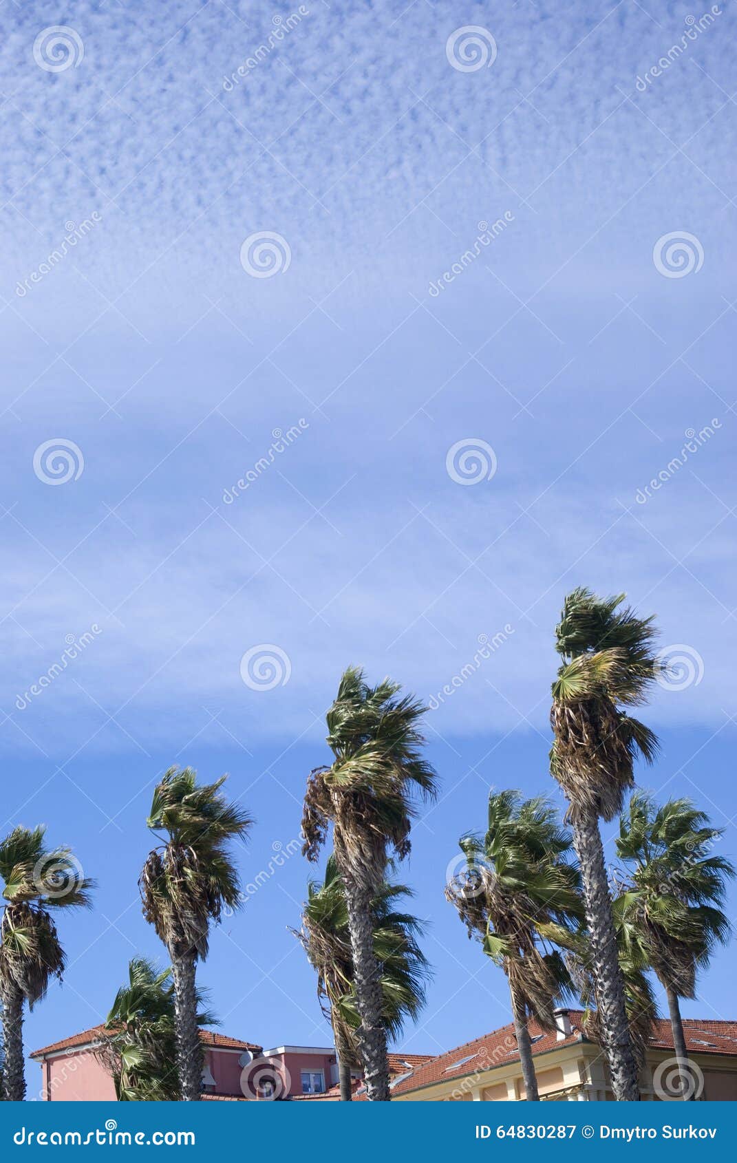 Wind blowing palm trees stock image. Image of tree, background - 64830287