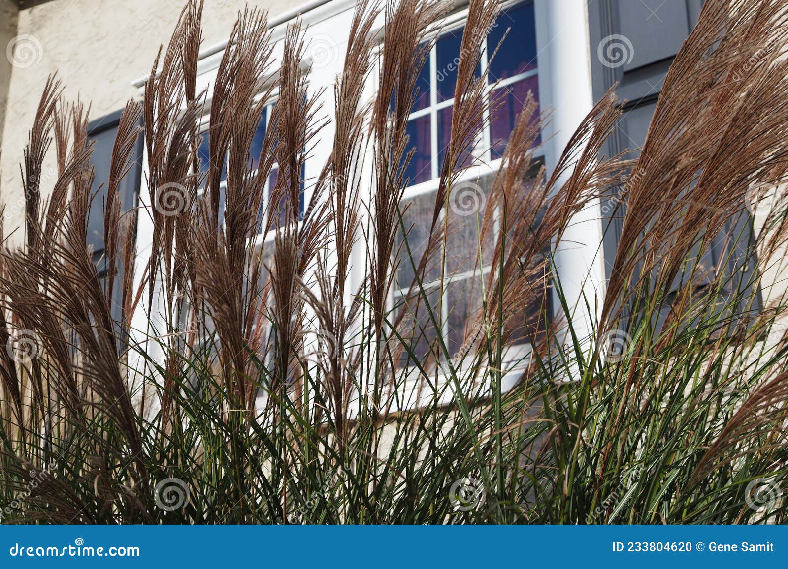 The Wind is Blowing the Plant in Front of the Windows. Stock Photo ...