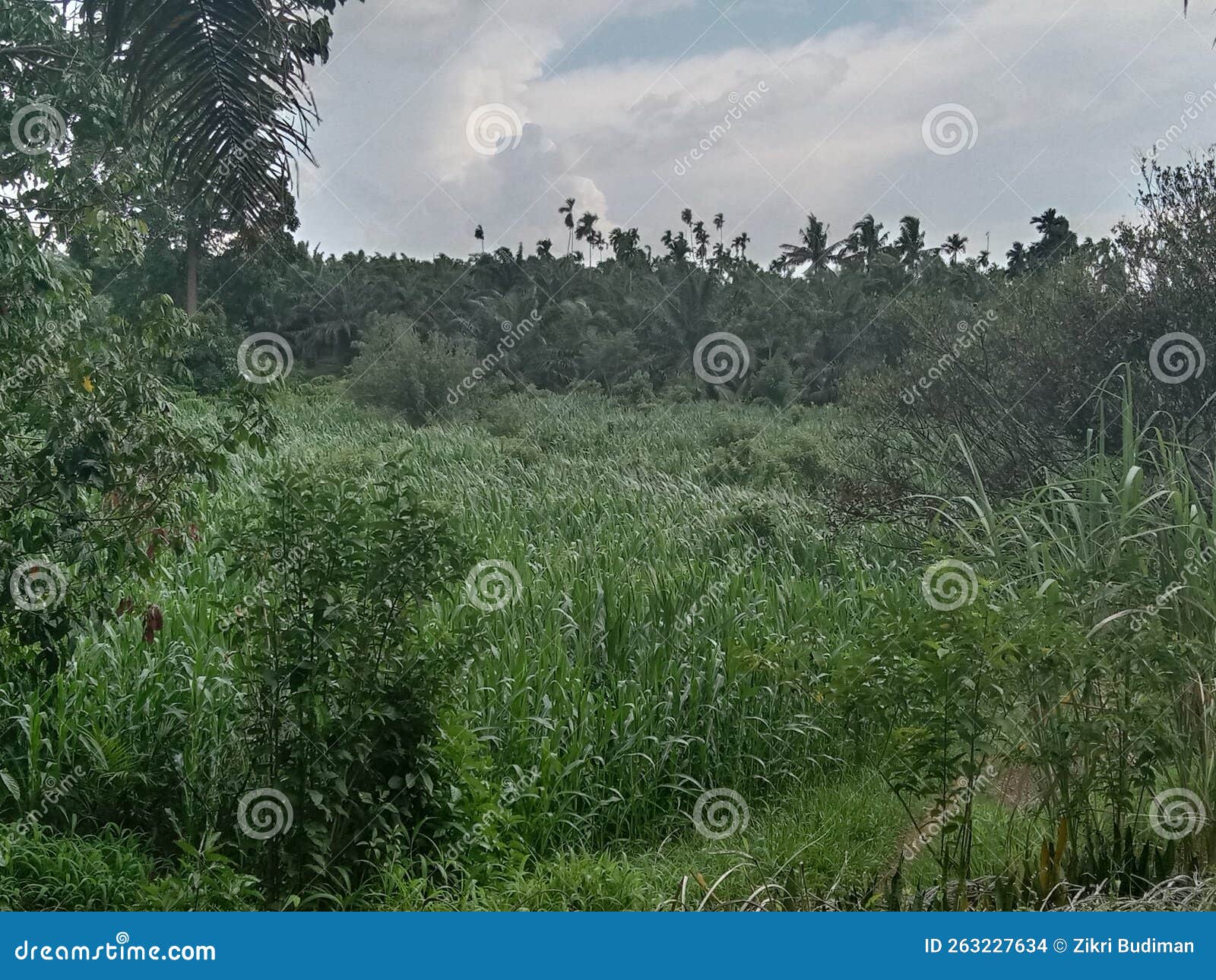Wind blowing on the plants stock photo. Image of green - 263227634