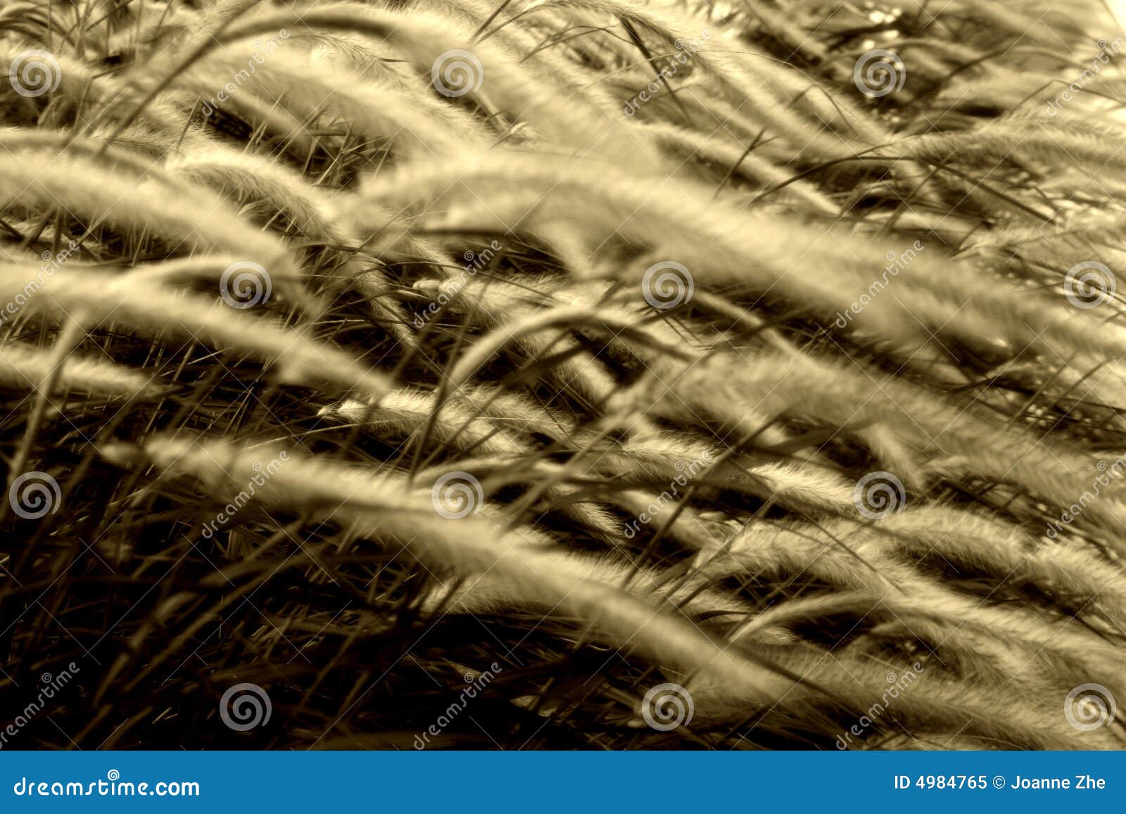 Wind blowing through reeds stock image. Image of long - 4984765
