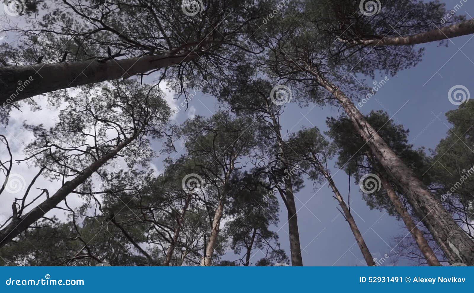 Wind Blowing Trees In Forest