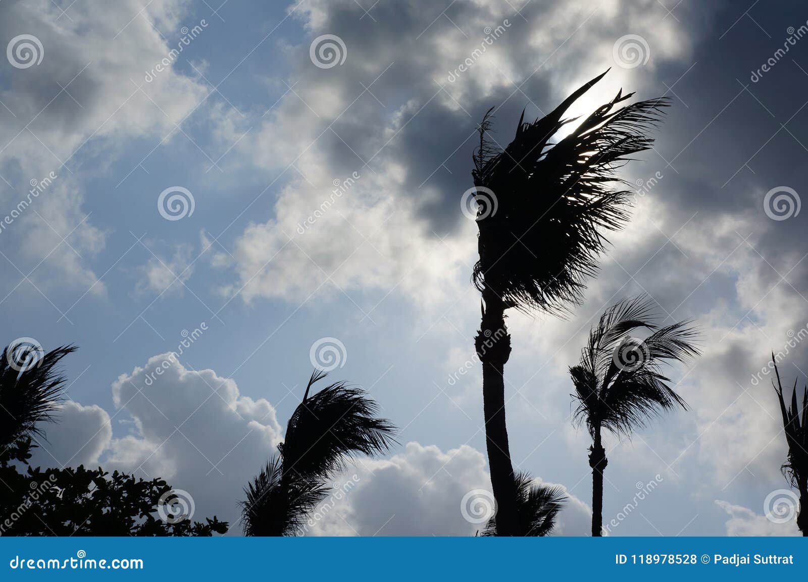 Wind blowing tree stock photo. Image of wind, yorkshire - 118978528