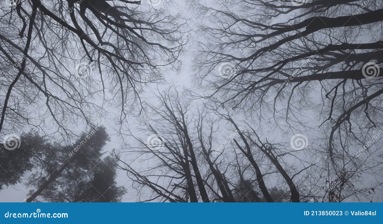 Wind Blowing Trees In Forest