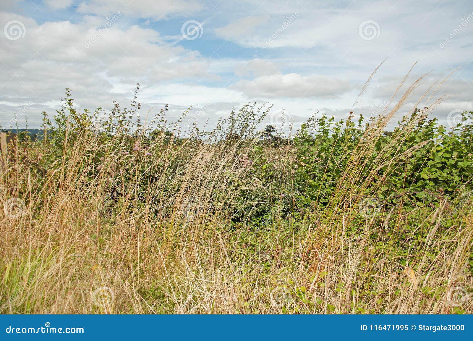 Wind Blowing through the Wild Grass. Stock Image - Image of atmosphere, crops: 116471995