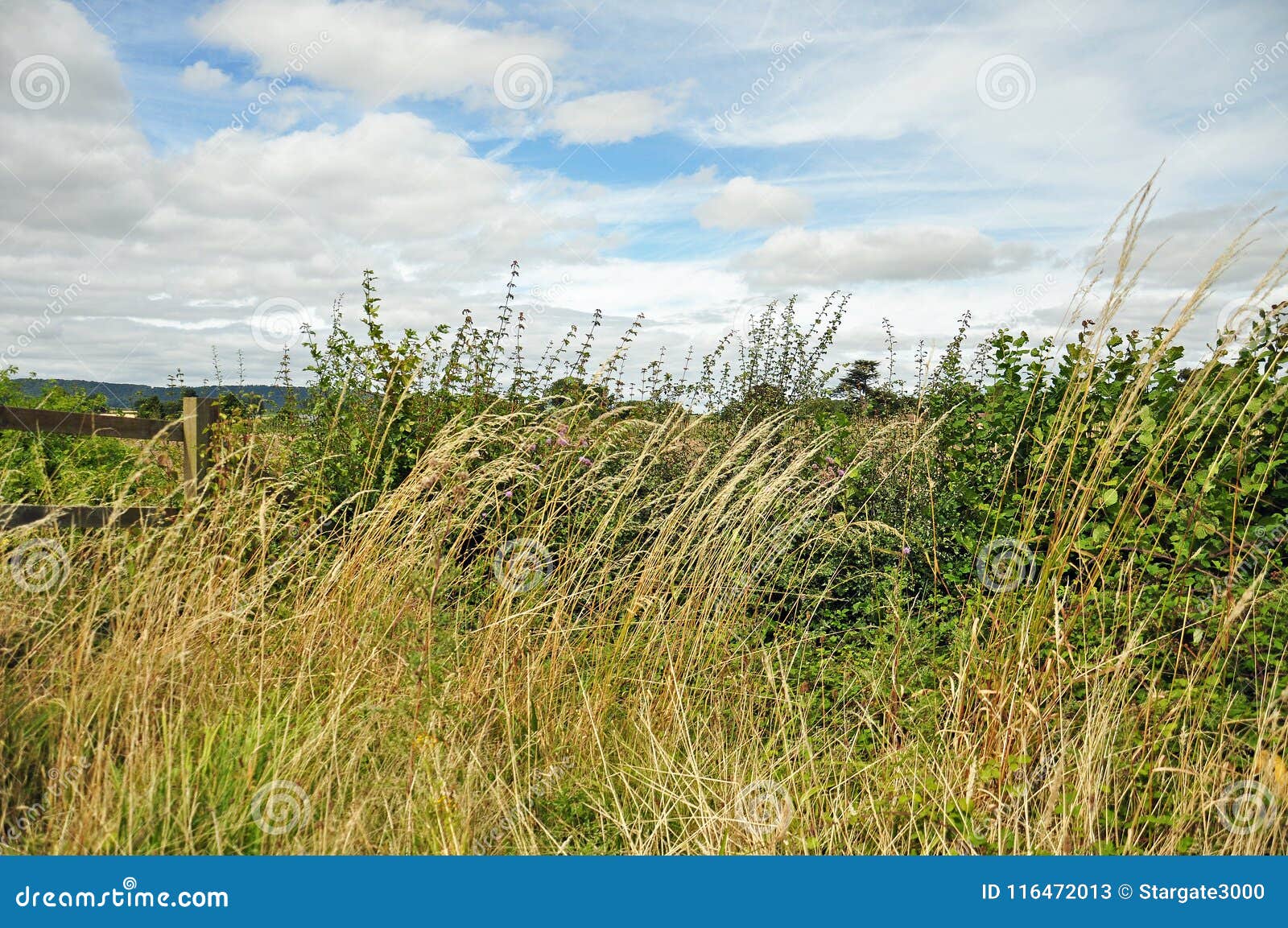 Wind Blowing through the Wild Grass. Stock Image - Image of nature ...