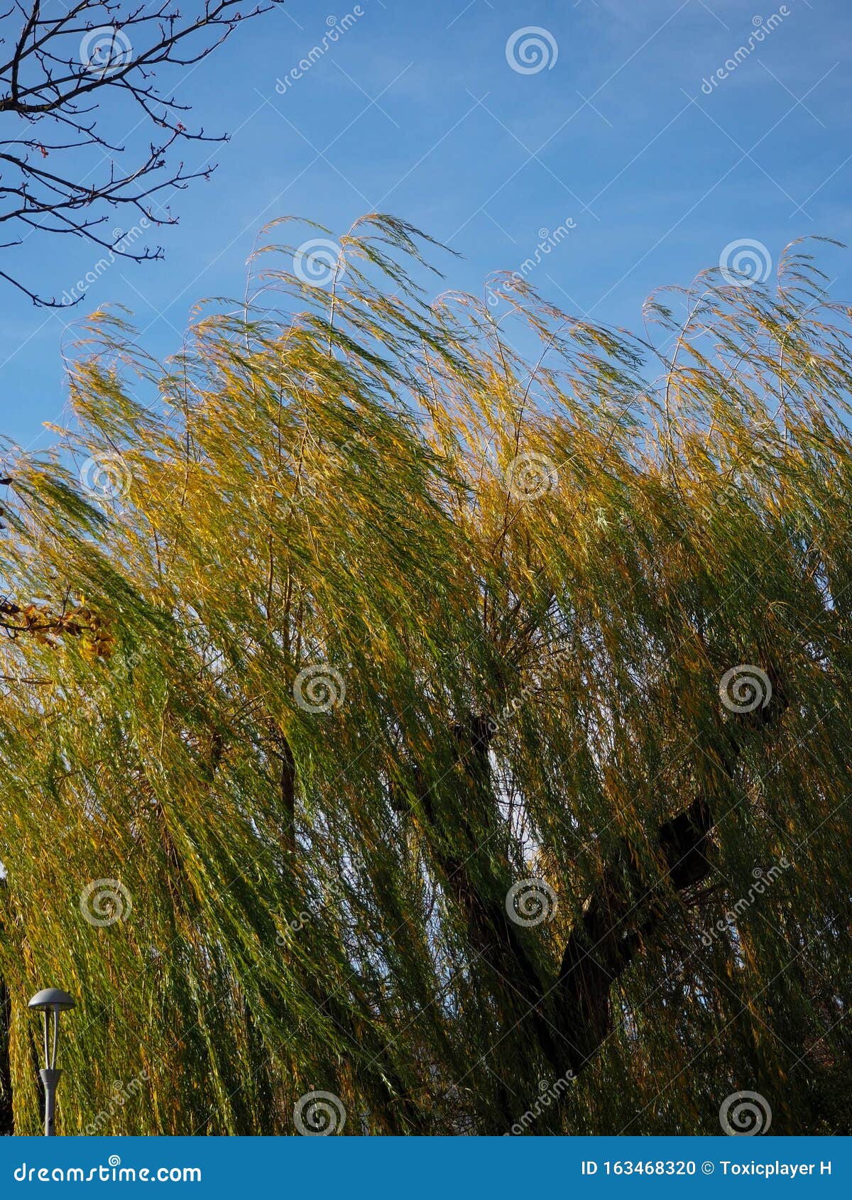 Wind in the willow tree stock photo. Image of flow, blowing - 163468320